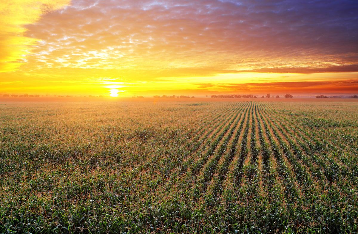 Corn Field Aerial at Sunset Wall Mural – Let's Print Big