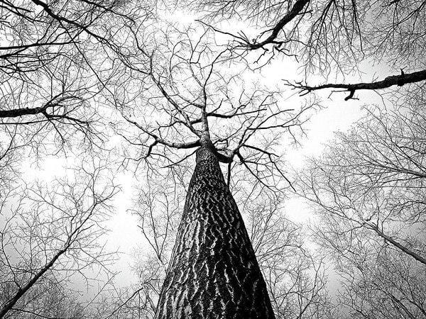 Bark - Art Print – Let's Print Big